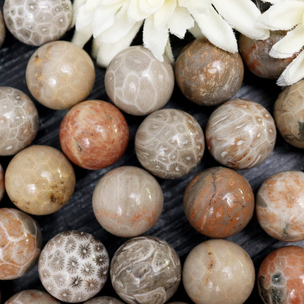 Fossilized Many Lifetimes, Coral Healing Crystals, Sage Crystals